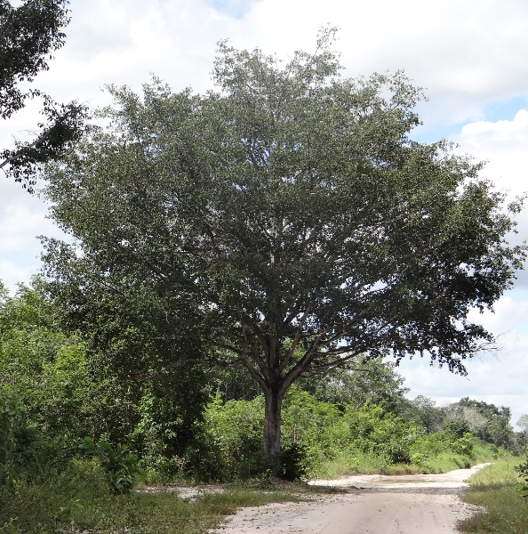 biofuelwatch | Biomass: The Chain of Destruction