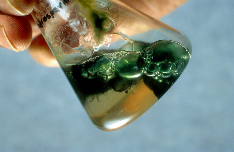 Biotechnology for Biofuels – biofuelwatch