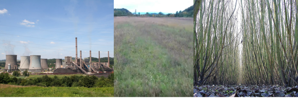 Industrial tree plantations, incl. GE trees and short-rotation ...