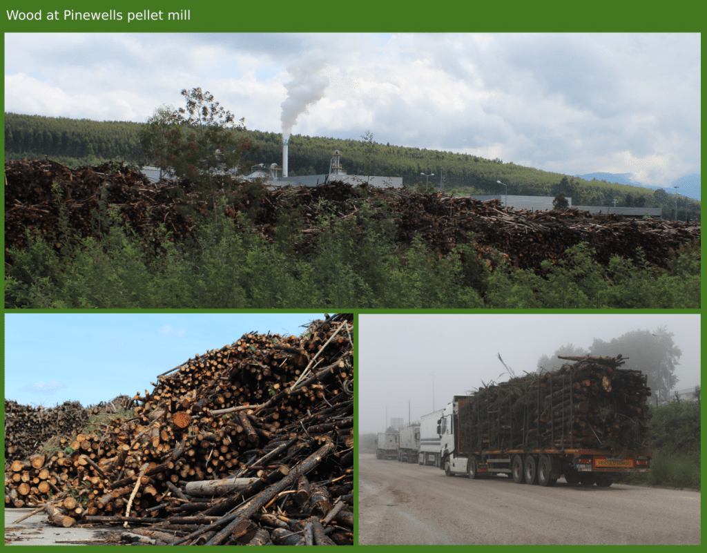 Drax’s Portuguese pellets: What wood is really being used? | Biofuelwatch